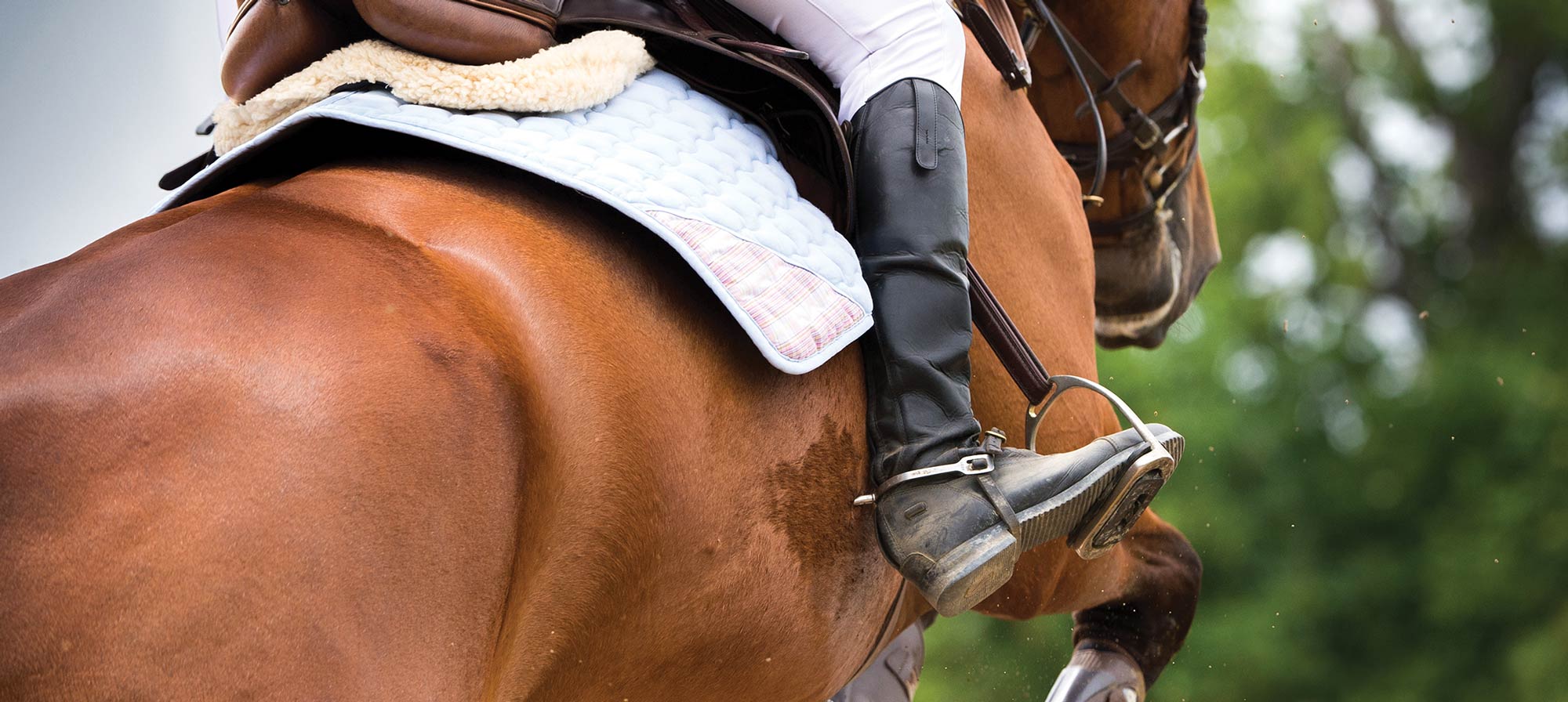 Plumpton College - Further and Higher education college